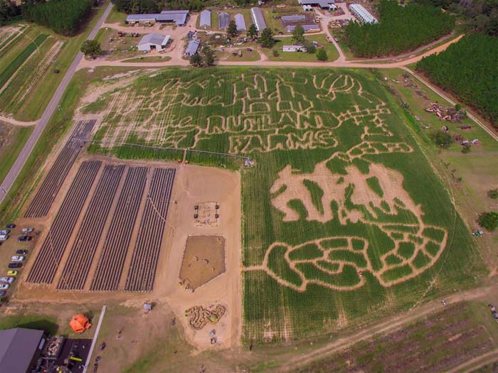 UGA agriculture students help design Rutland Farms’ annual corn maze ...