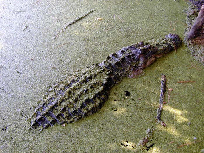 UPDATE: Toddler's body recovered after alligator attack at Disney ...